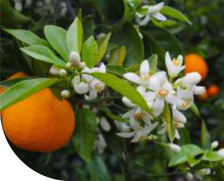 Organofert - Agroplanta